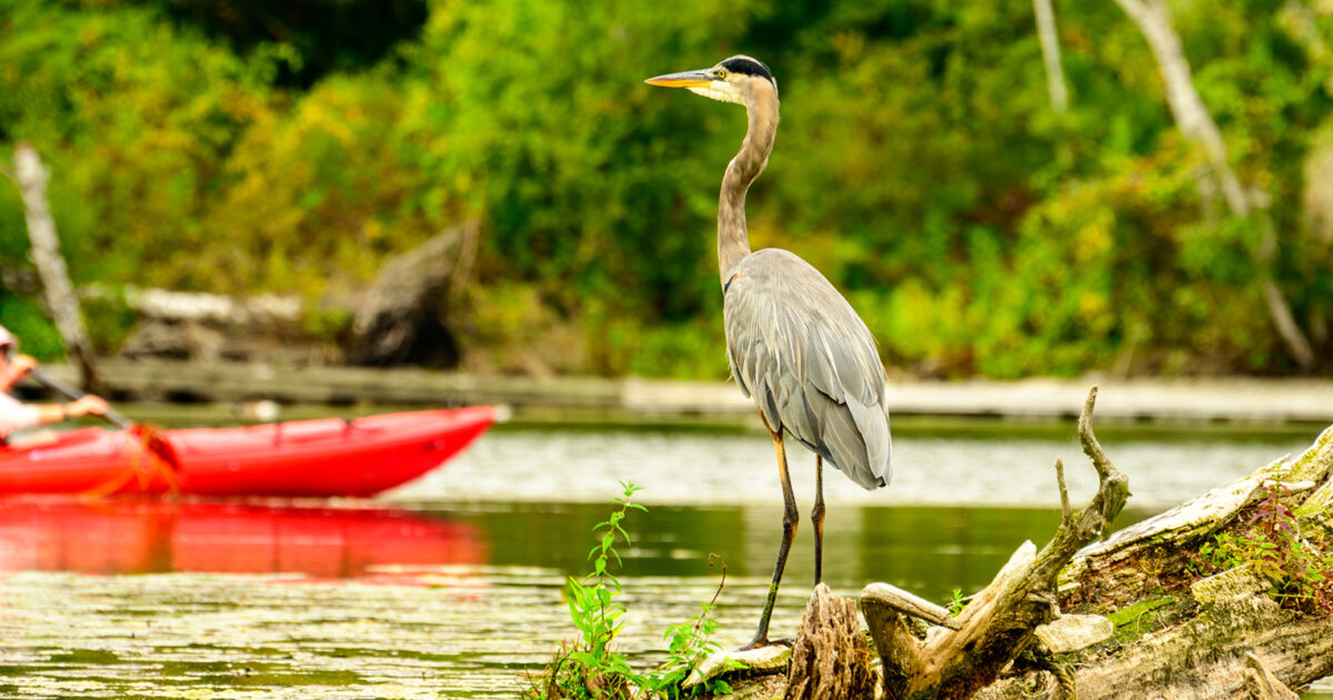 LCRA Parks | Kayak Bird Tour